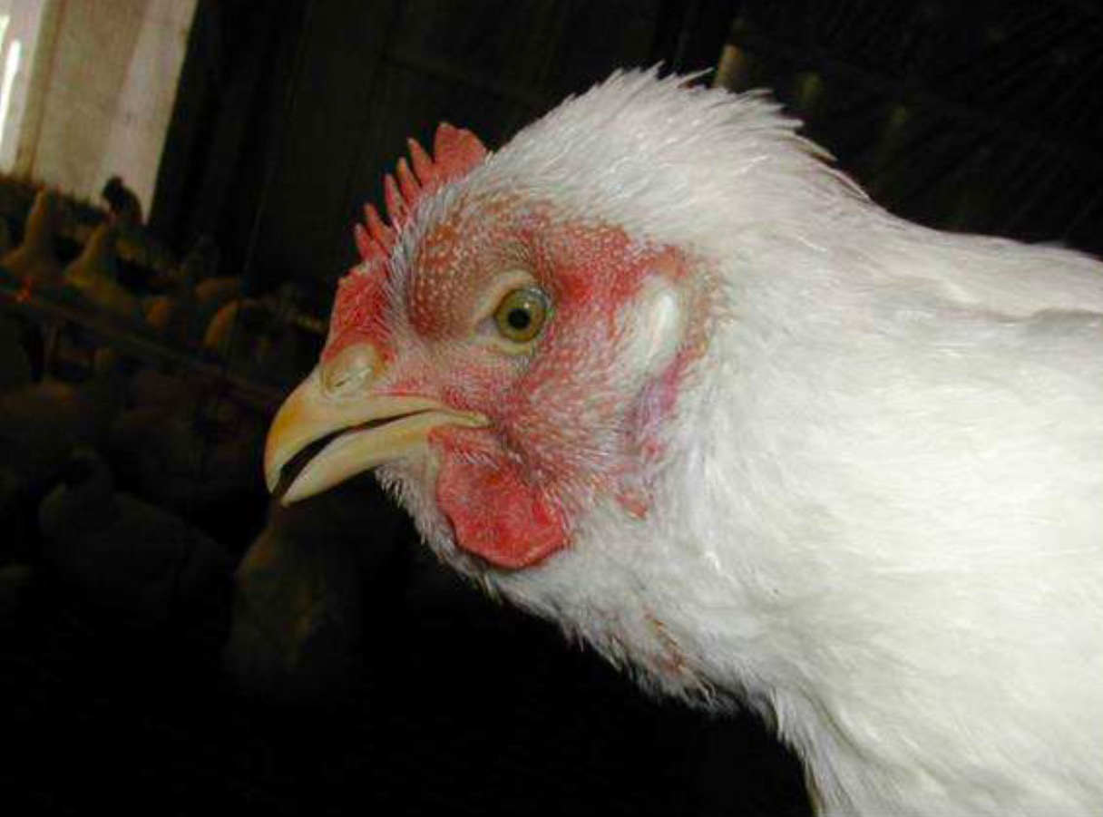 Nuevas Vacunas Recombinantes en Avicultura* – Plumazos