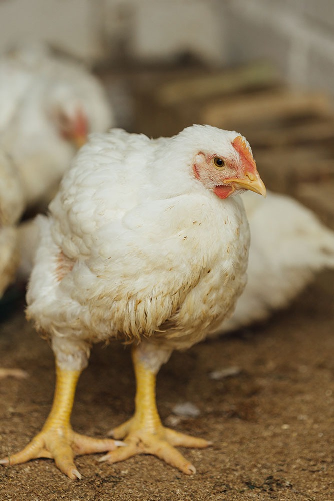 La pollinaza: un aspecto clave en el éxito del negocio del pollo de ...